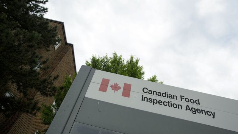 Canadian Food Inspection Agency finds rare disease at Chilliwack ...