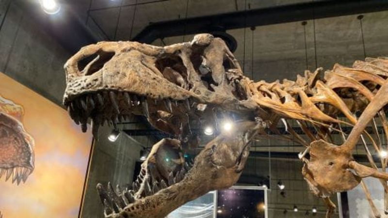 The T. rex Discovery Centre in Eastend set to celebrate Scotty’s ...