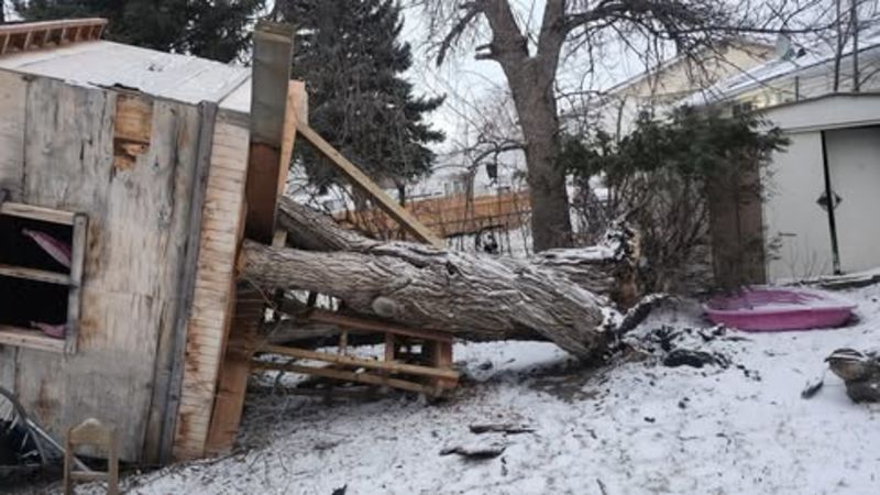Damage and power outages caused by winter storm through Medicine Hat ...