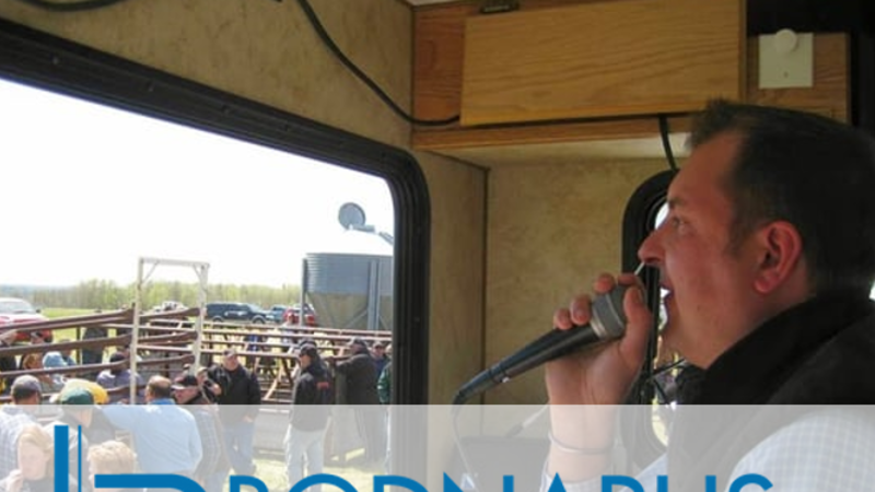 Bodnarus Auctioneering: providing professionalism and results | paNOW
