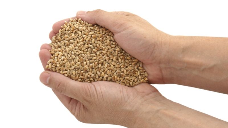 Updates coming to the grain commission grading guide | paNOW