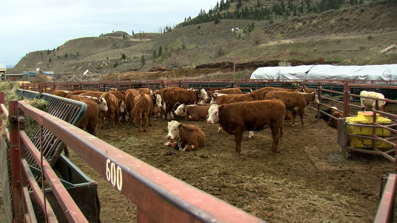 Province funding nearly $3 million to Nicola Valley meat processing ...