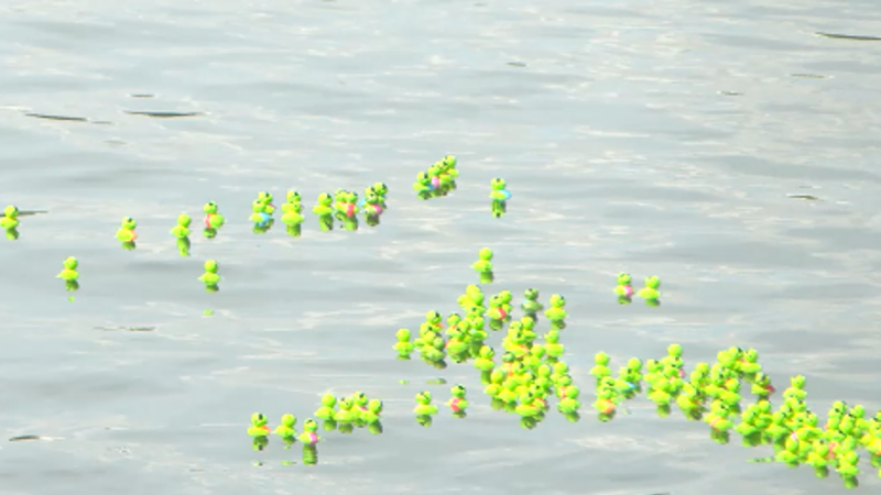 VW Turtle Race raises more than $20,000 Kamloops charities | CFJC Today ...