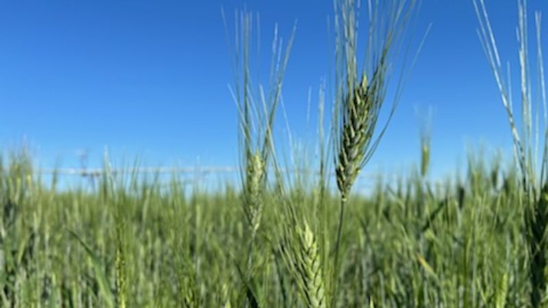 Wheat research priorities set for the next five years | Lethbridge News Now