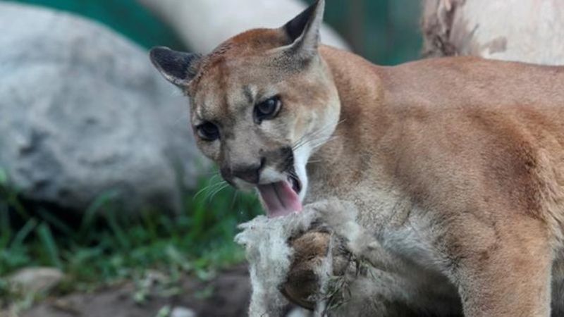 Cougar presumed to have left Protection Island, live trap removed | 88. ...