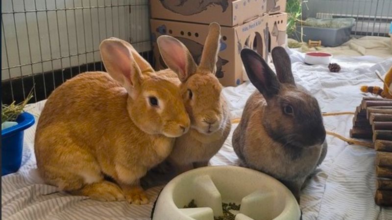 Three rascally rabbits looking to hop their way into your heart ...