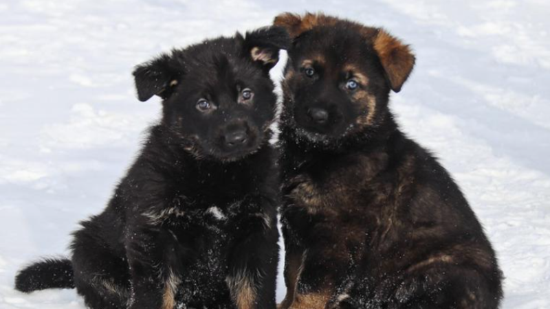 Submissions open for RCMP Name the Puppy Contest | EverythingGP