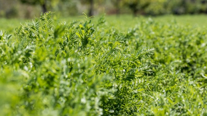 Western Canadian grain committee recommends new pulse varieties ...