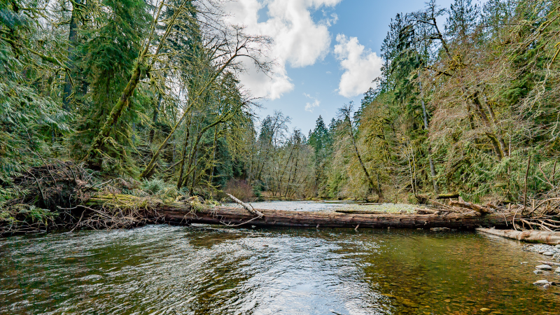 Stretch of Little Qualicum River protected under Nature Trust of B.C ...