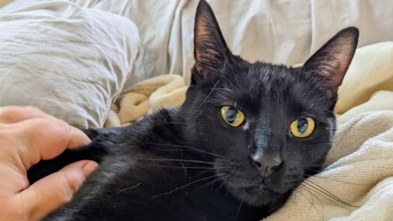 Eddie the cat looking to warm his way into your heart and home ...