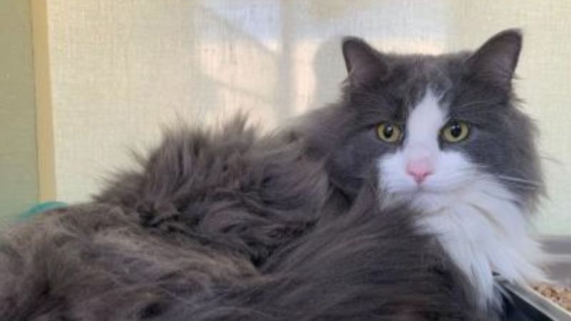 APARC could be forced to euthanize cats for space | CHAT News Today