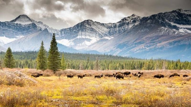 Banff bison to stay in the national park | EverythingGP