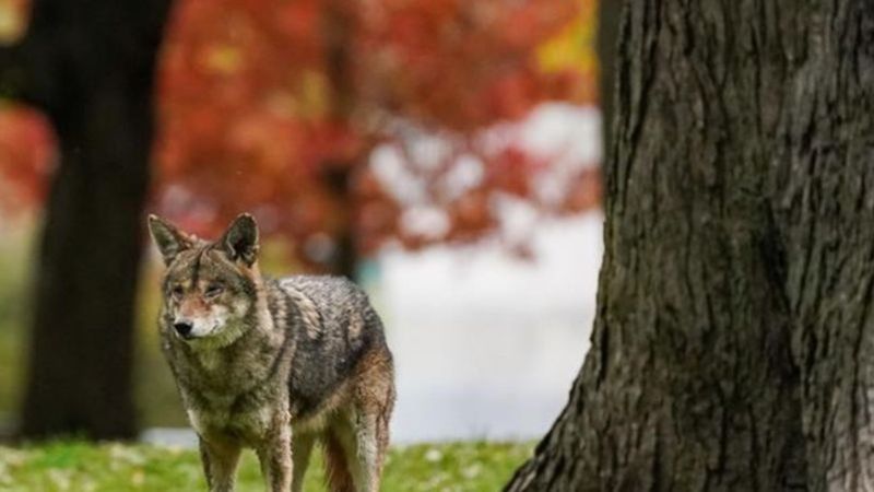 1 person injured in downtown coyote attack | CKPG Today