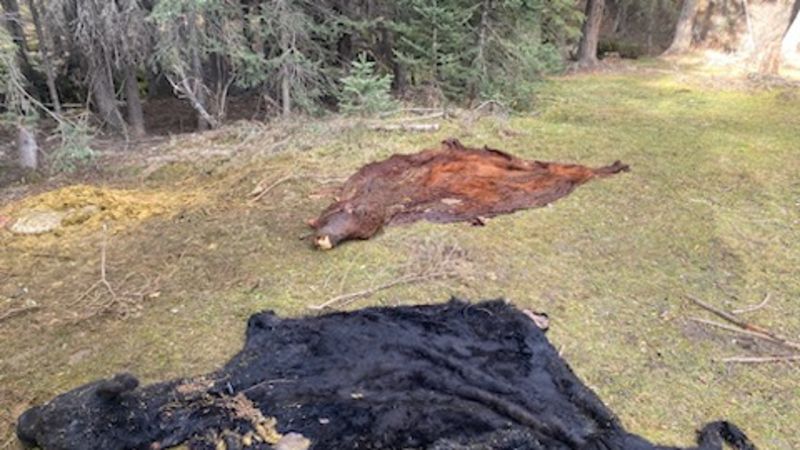 RCMP livestock investigators probing discovery of remains of two cows ...